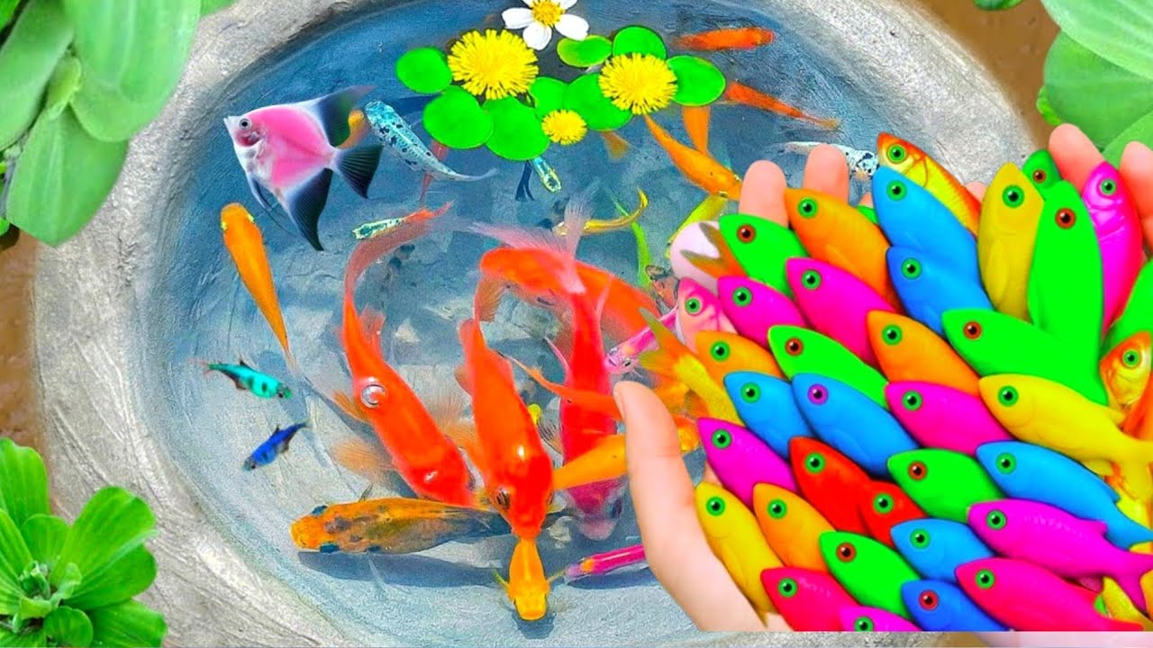 Unboxing Ikan Lele, Cupang, Koki, Channa, Guppy, Koi, Memphis, Hias ...