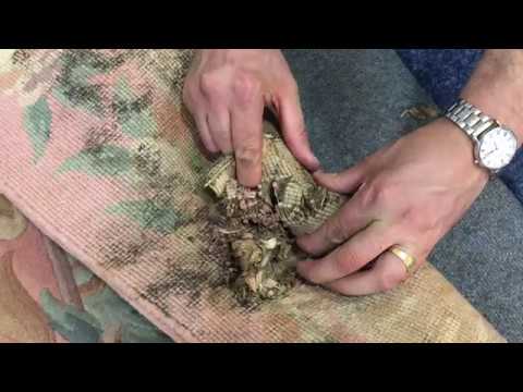 How to prevent dry rot damage in rugs - YouTube