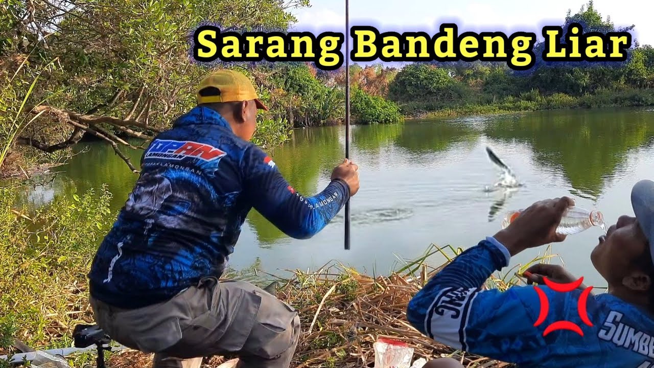 Gila.. Mancing panen bandeng liar di sungai habitat aslinya - YouTube