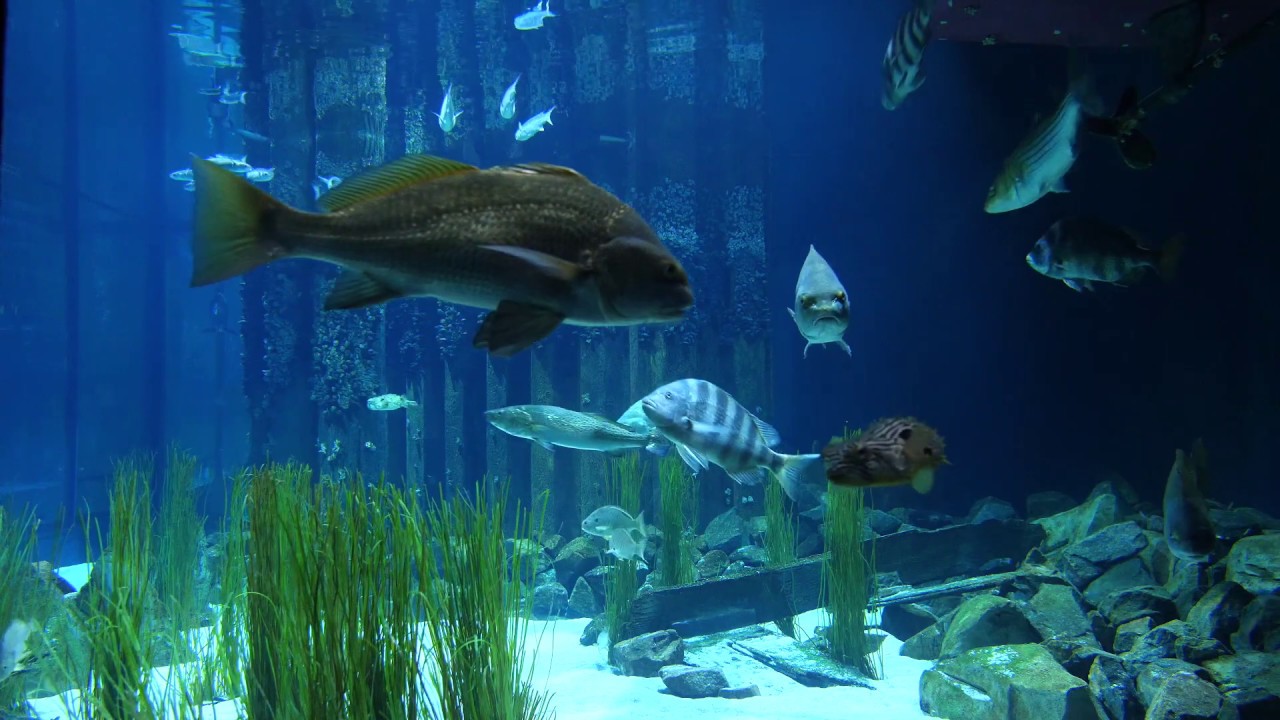 Chesapeake Bay Aquarium Fish - YouTube