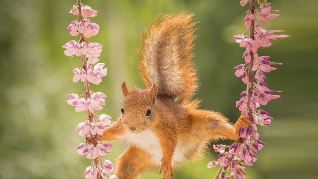 Acrobatic squirrel breaks out into the splits as he balances on two ...