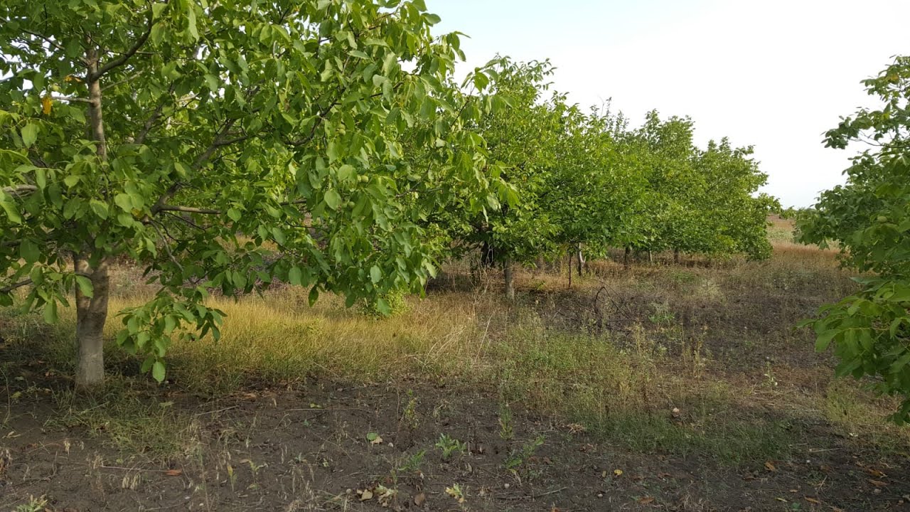 LIVADA DE NUCI 10 Sfaturi utile Afacere cu venituri peste 100 ani - YouTube