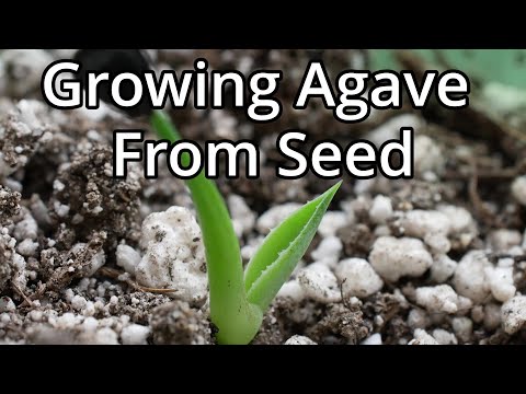 How To Grow Blue Agave Plant Seeds
