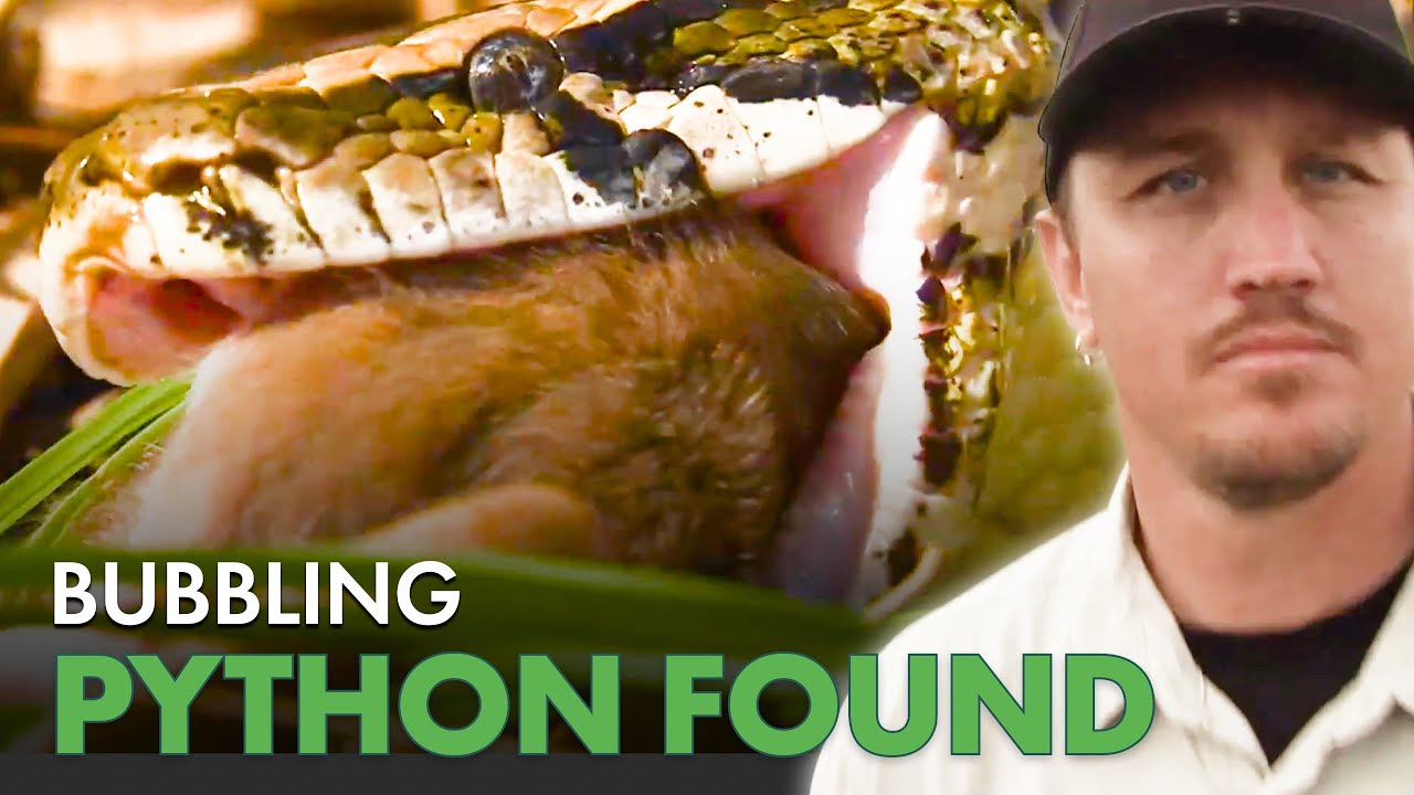 Python Hunters Find Sick Snake at Gator Nest | Python Hunters - YouTube