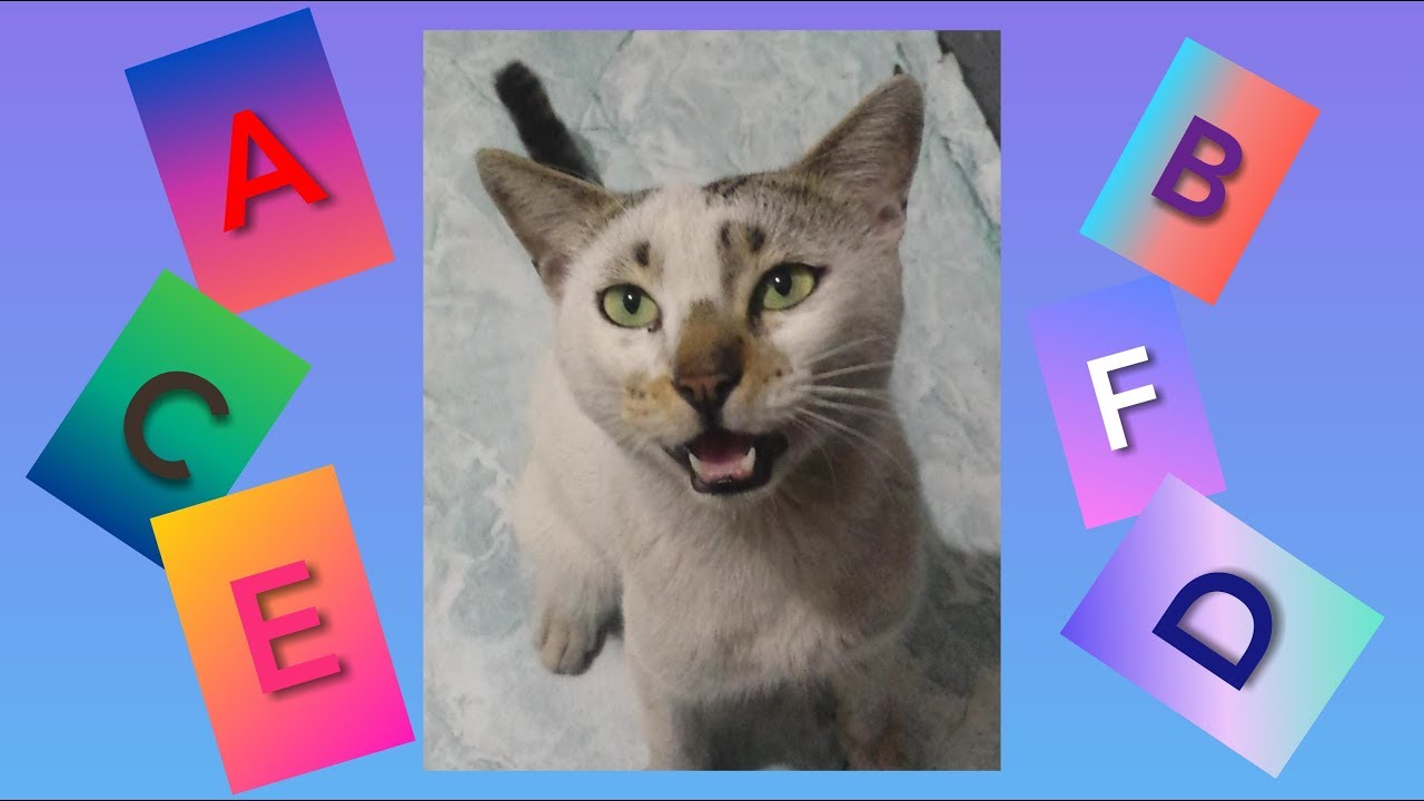 HOMESCHOOLING OUR CAT - DAY 2 (ENGLISH ALPHABET) - YouTube