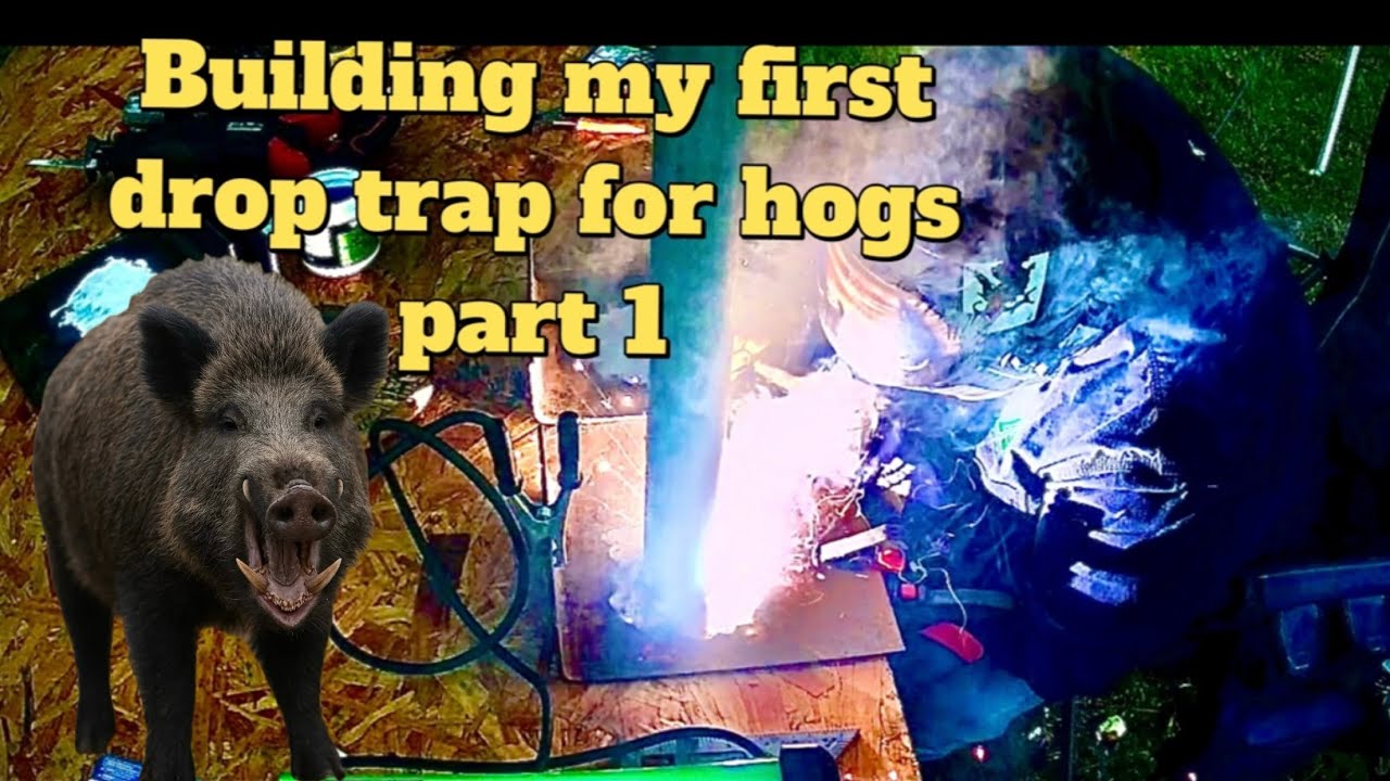 How to build a drop trap for hogs part 1 - YouTube