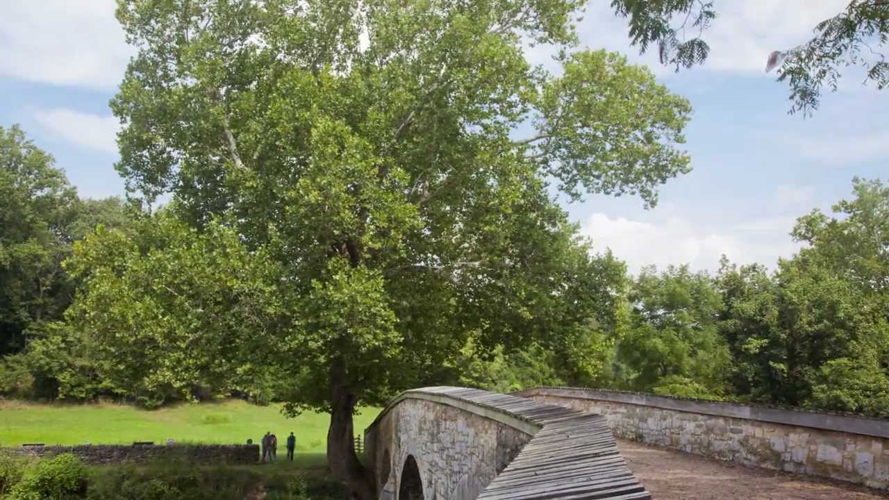 Burnside Bridge Witness Tree - YouTube