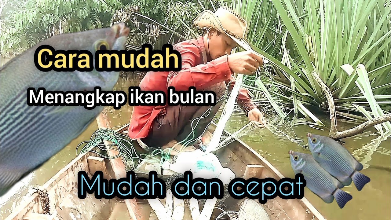 Cara mudah dan cepat menangkap ikan bulan atau orang sini bilang ikan ...