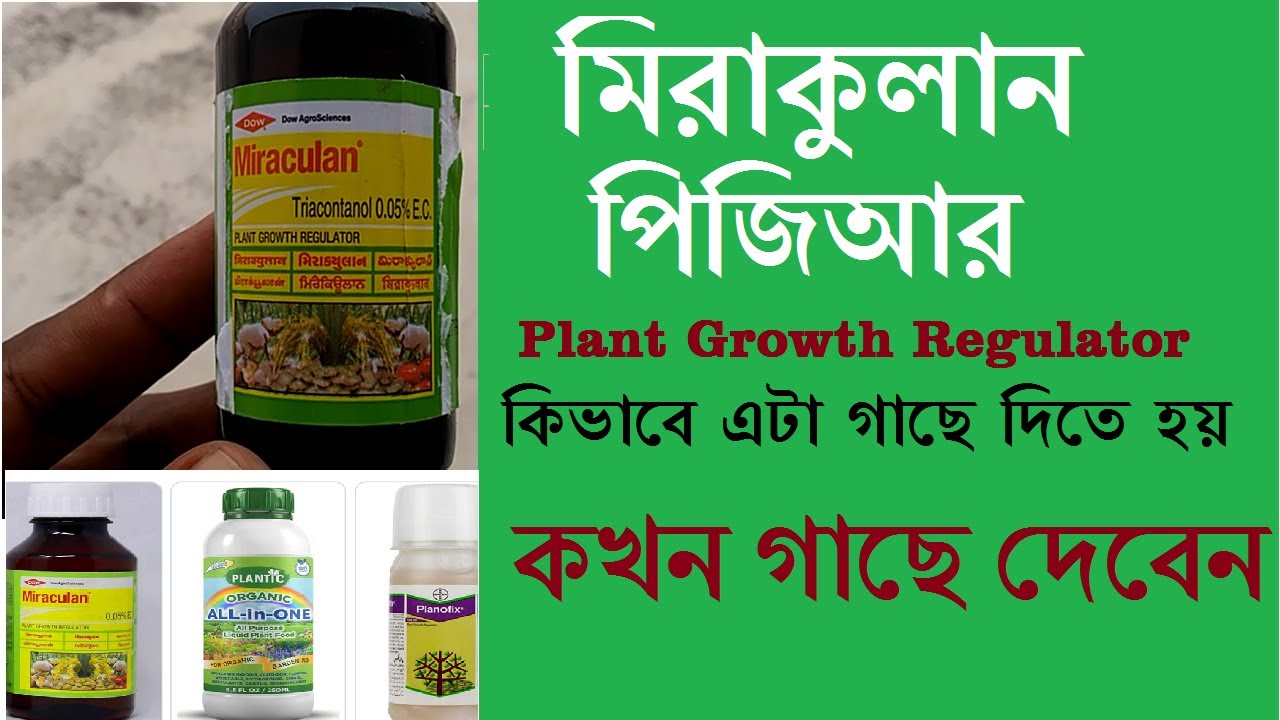 How to use Miraculan on plants | মিরাকুলান(Miraculan) কখন কিভাবে গাছে ...