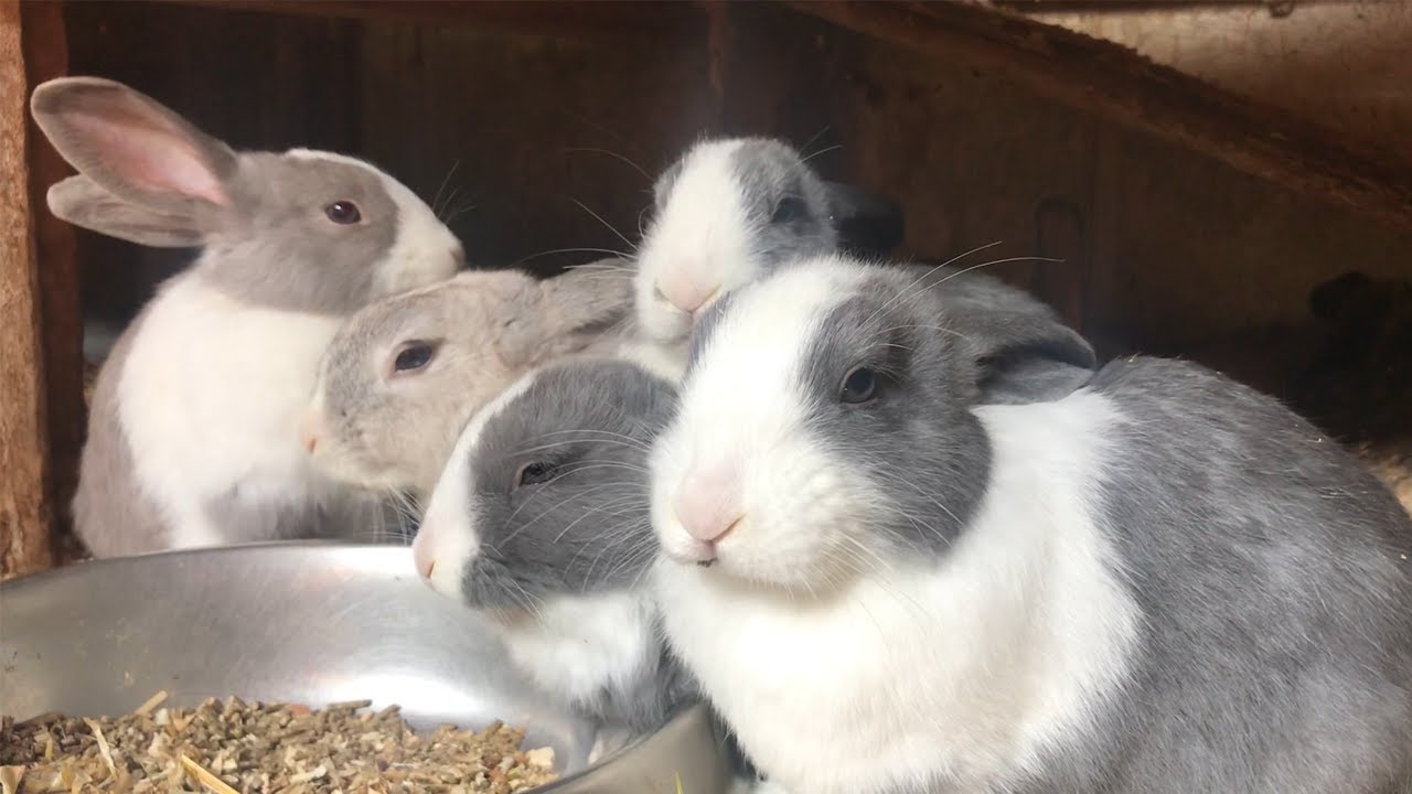 Cute Baby Rabbits Playing Feeding Activities |Cute Bunny - YouTube