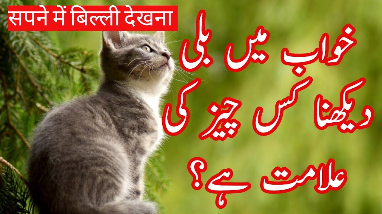 Khawab Mein Bili ko Daikhna? خواب میں بلی کو دیکھنا - Global Dastan ...
