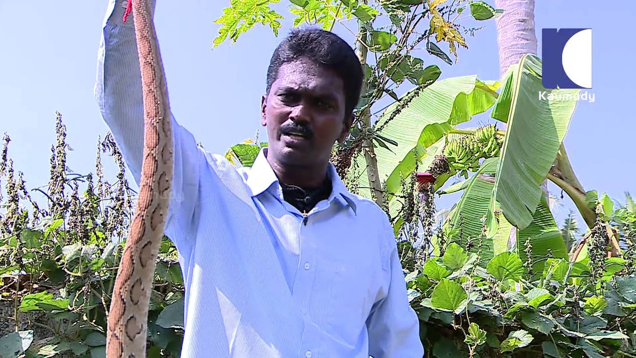 Snake Master Episode 125 Viper Part 01 - YouTube