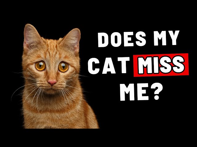 Cat I Miss You