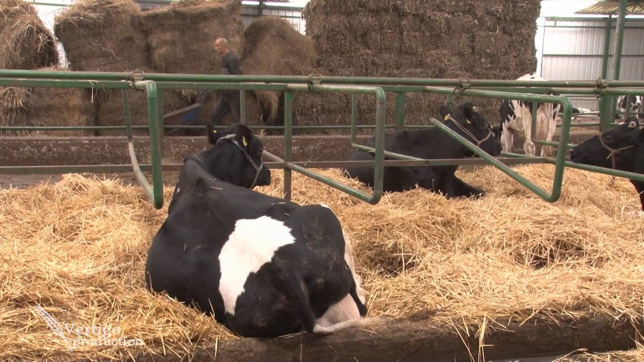 Savremena farma krava i proizvodnja mleka u Nakovu HD U nasem ataru 464 ...