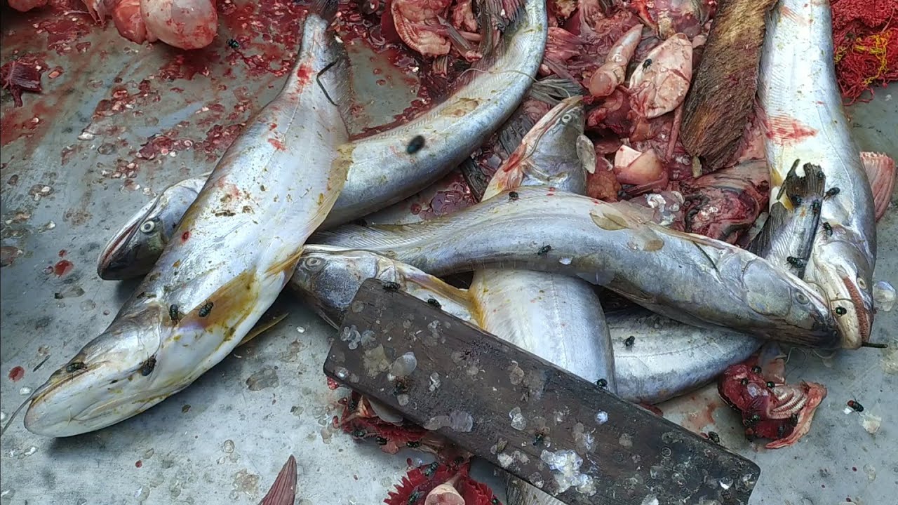 Restaurant size helicopter catfish cutting // bangladeshi fish market ...