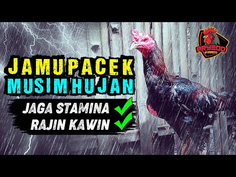 TERBARU! Cara Membuat JAMU AYAM JANTAN (Jago Pacek) Supaya RAJIN KAWIN di Musim Hujan