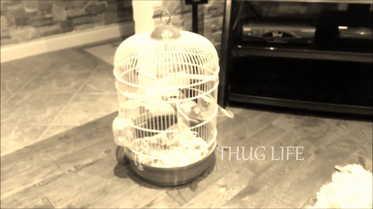 Thug Life Bird - YouTube