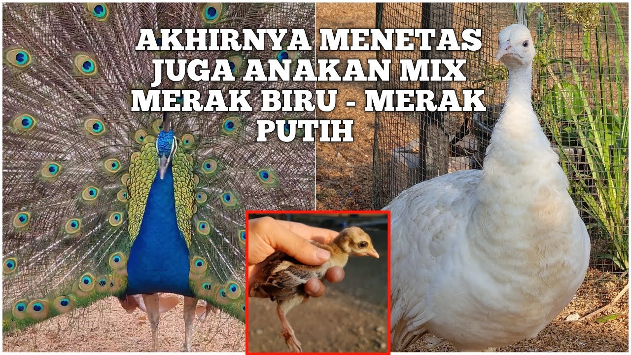 MENETAS JUGA ANAKAN MERAK MIX MERAK BIRU - MERAK PUTIH DI FARM - YouTube