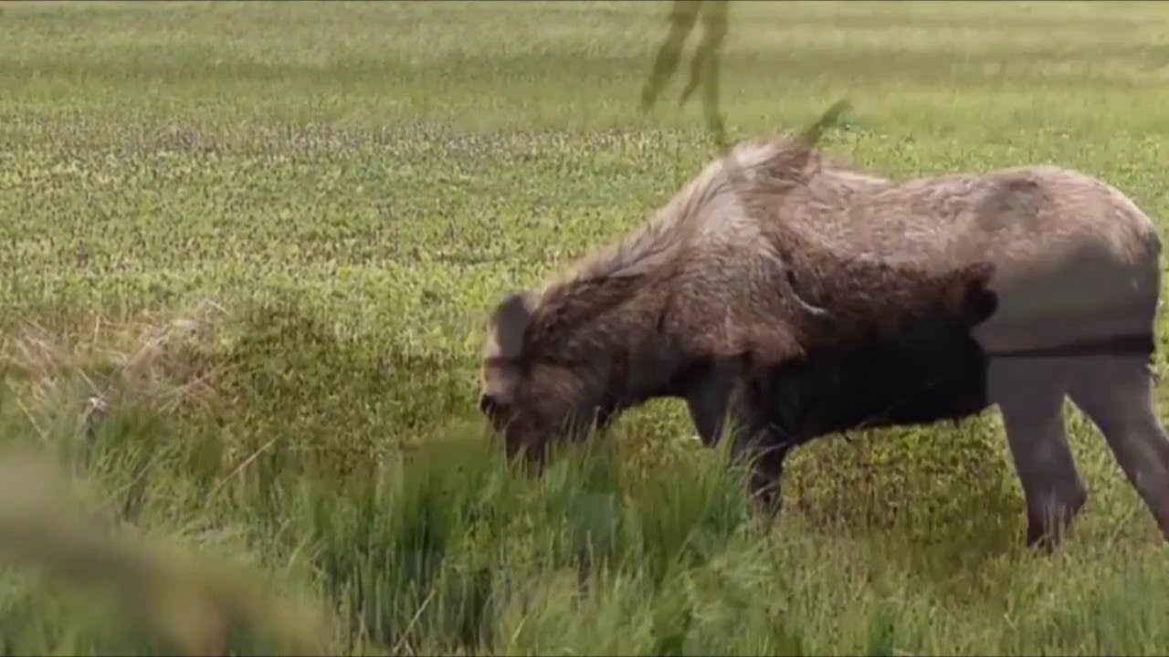 Tyga Biome - YouTube