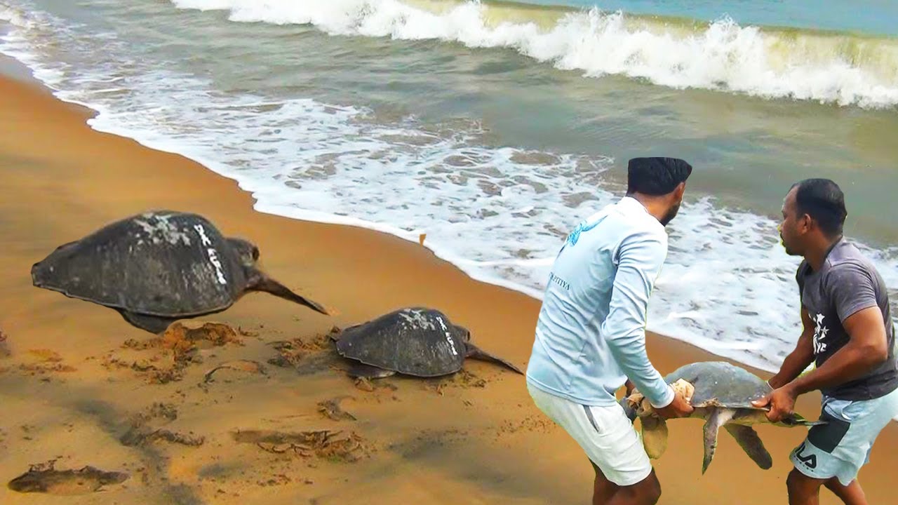 Treating an injured turtle and returning it to the sea | Jungle animals ...