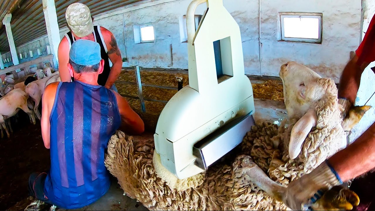 Incredible Shearing of A Massive Huge Ewe With Help of Modern Tools and ...