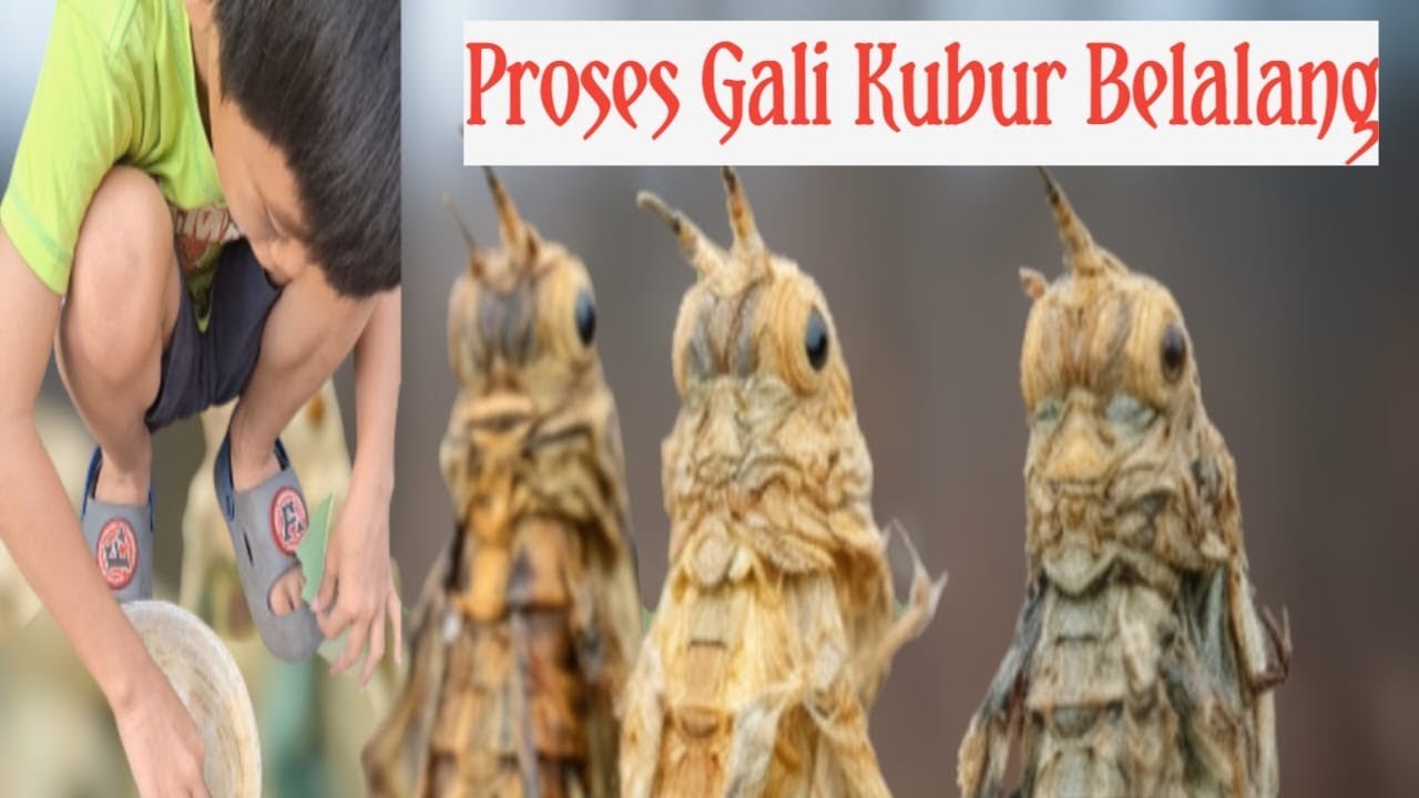PROSES GALI KUBURAN BELALANG - YouTube