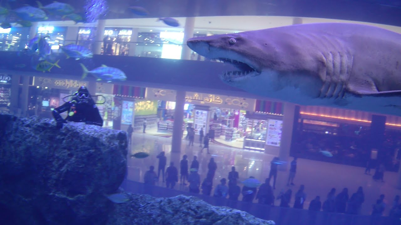 DISCOVER SCUBA DIVING | DUBAI MALL - YouTube