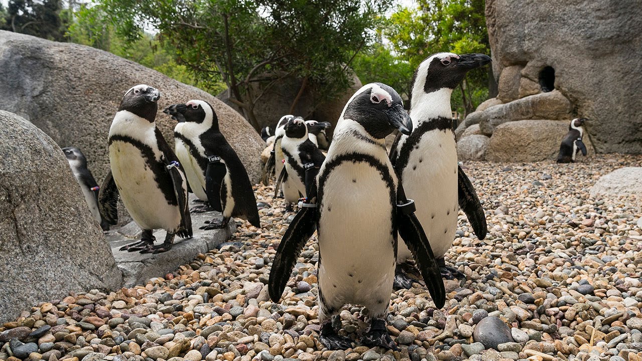 Penguin Beach | Official Trailer - YouTube