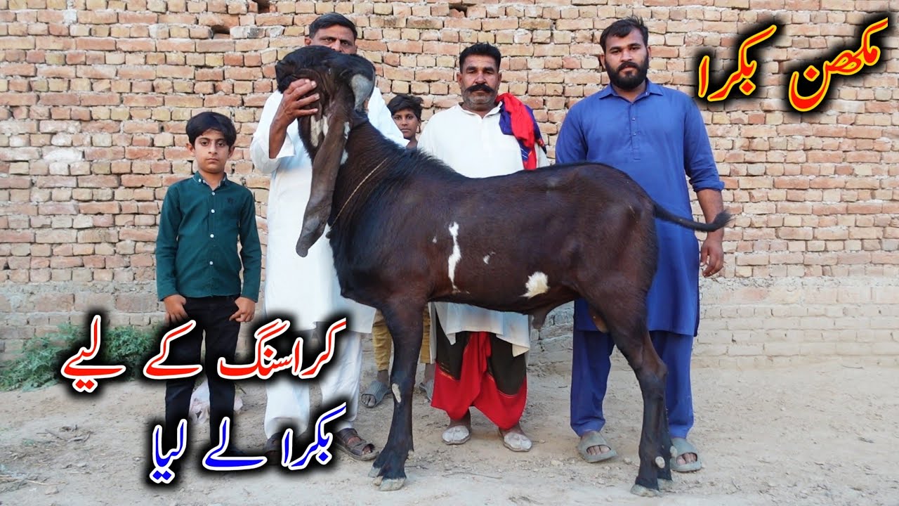 Most Biggest Giant Buck | Makhan Bakara - YouTube