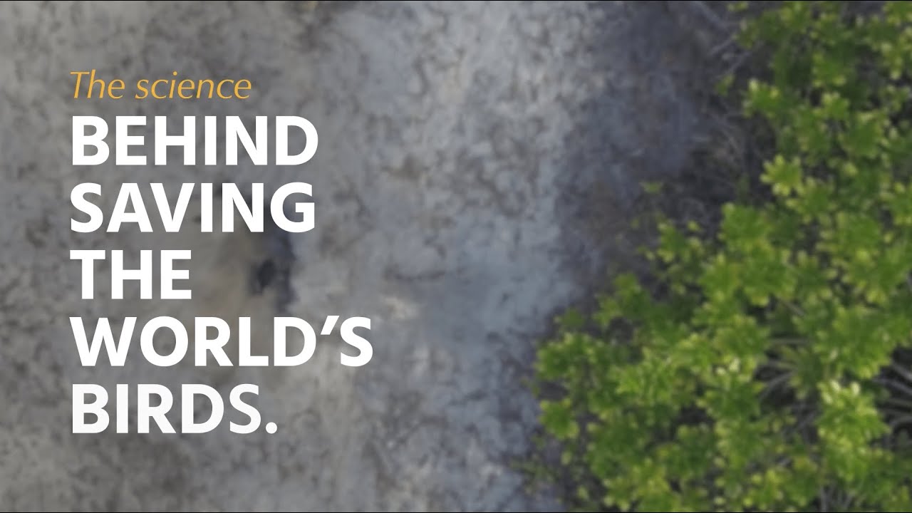 The Science Behind Saving the World's Birds - YouTube