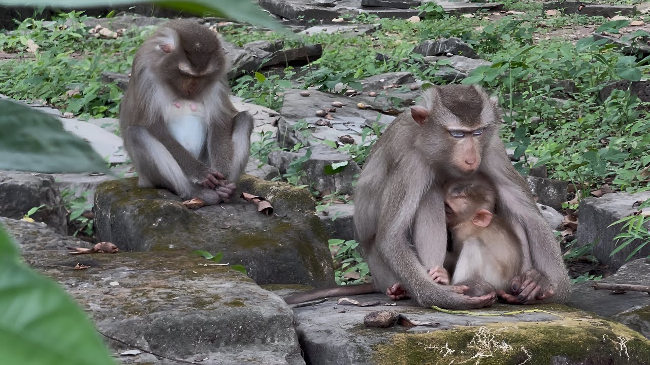 White Baby Monkey’s Family Practice Meditation | Inside Nature - YouTube