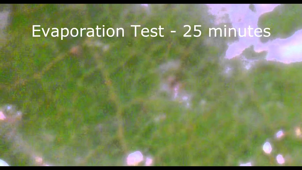 Liquid Ladybug V - Extra Strength Spider Mite Killer - YouTube