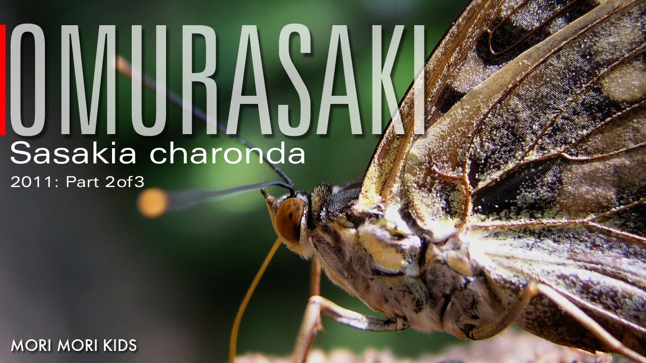Omurasaki butterflies in Japan 2011 Part 2of3【オオムラサキ】 - YouTube