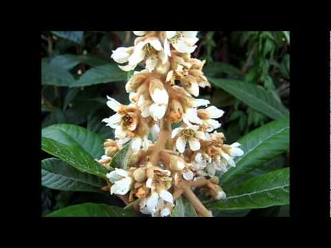 Loquat Blossom Time - YouTube