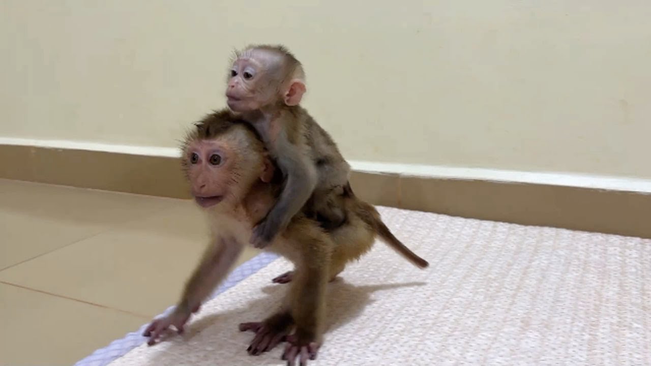 Linda Like Real Spider Ride On Back's Titas Go To Mom - YouTube