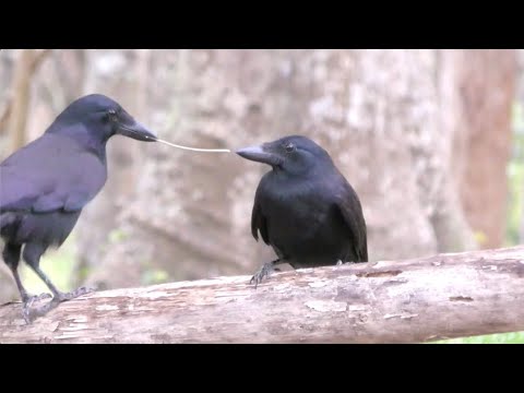 Wild New Caledonian crows using tools to get food, adult and juvenile ...