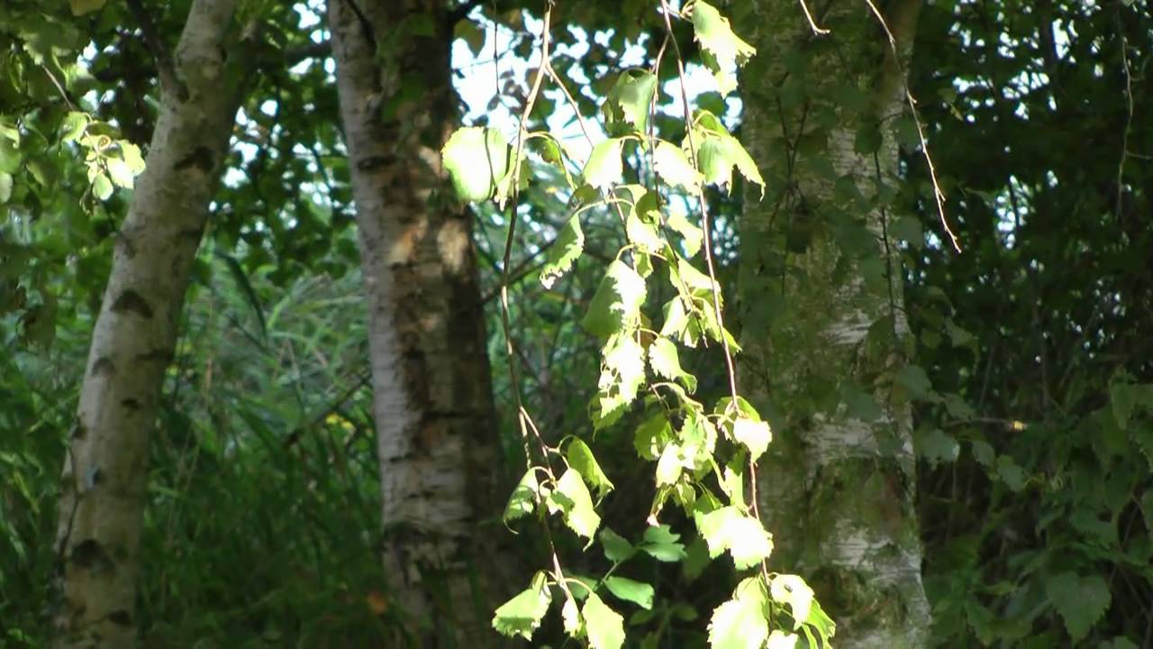 Flying rods captured hovering - YouTube