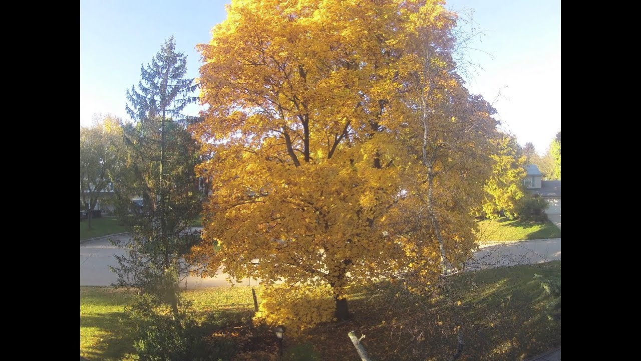 Autumn Tree Time-lapse - YouTube