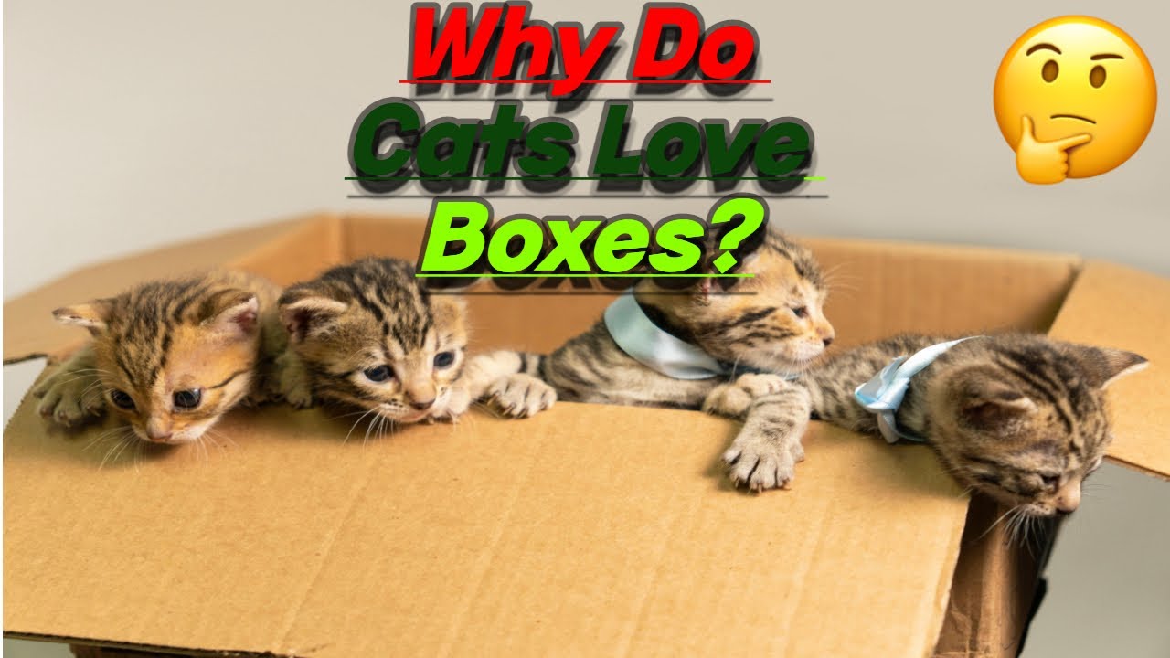 Why Do Cats Love Boxes? | Cat Facts | - YouTube