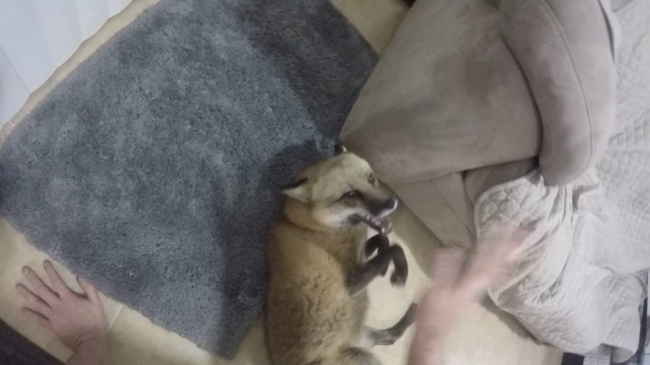 Loki the Red Fox sliding around the house - YouTube