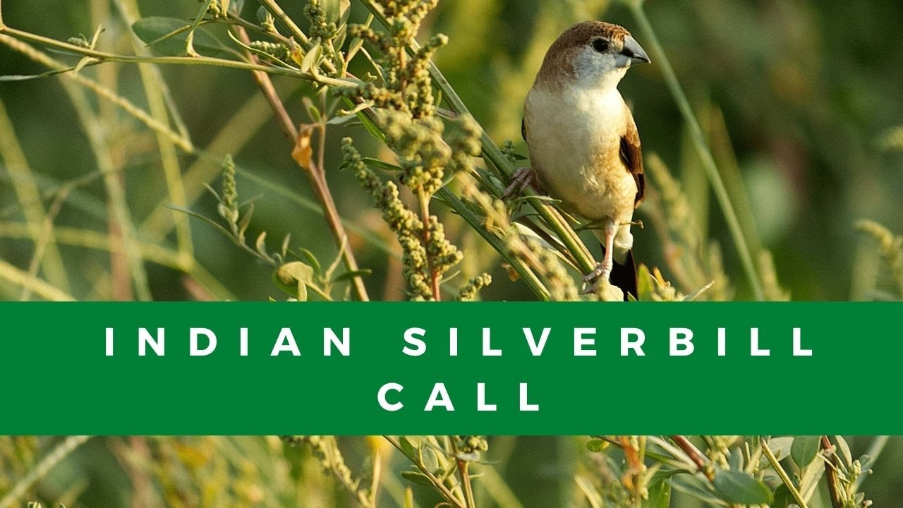 What does the Indian silverbill sound like? White-throated munia call ...