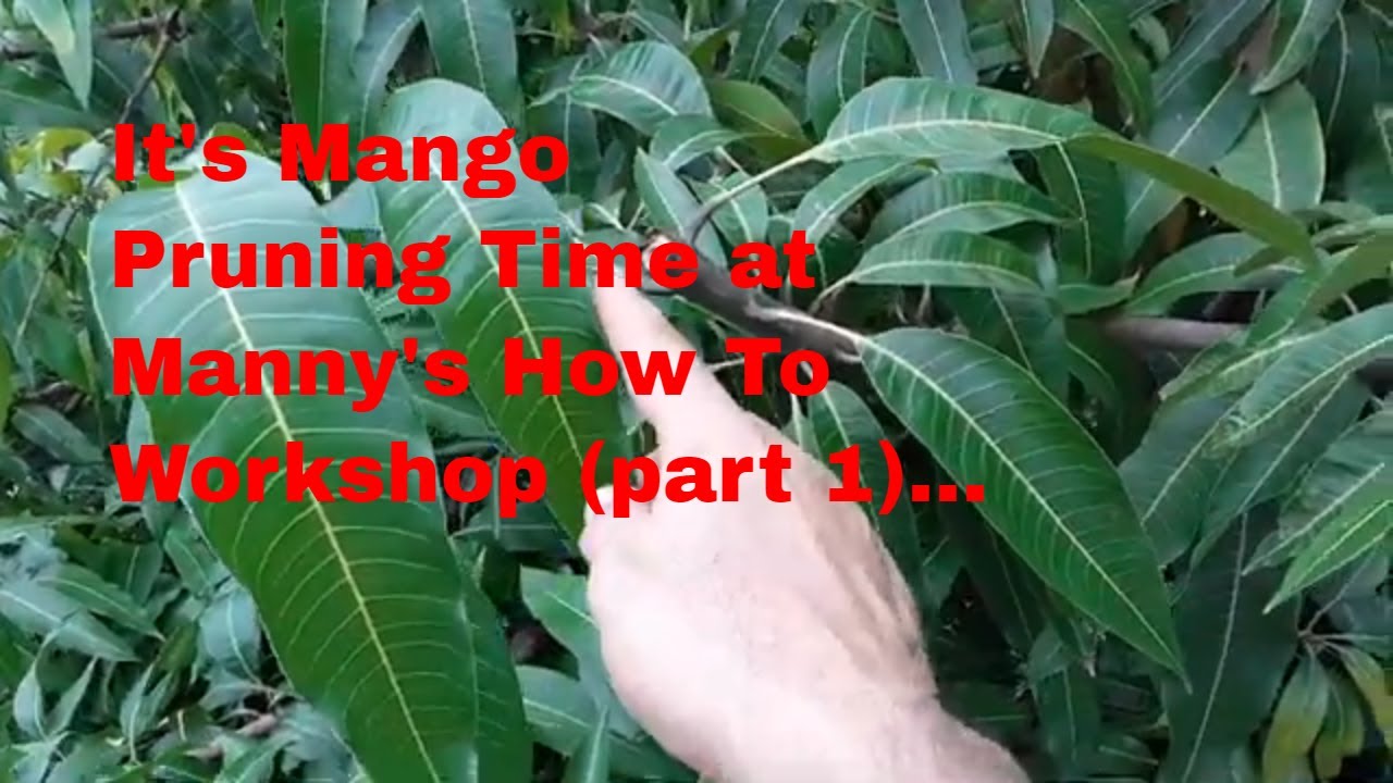 It's Mango Pruning Time at Manny's How to Workshop... - YouTube