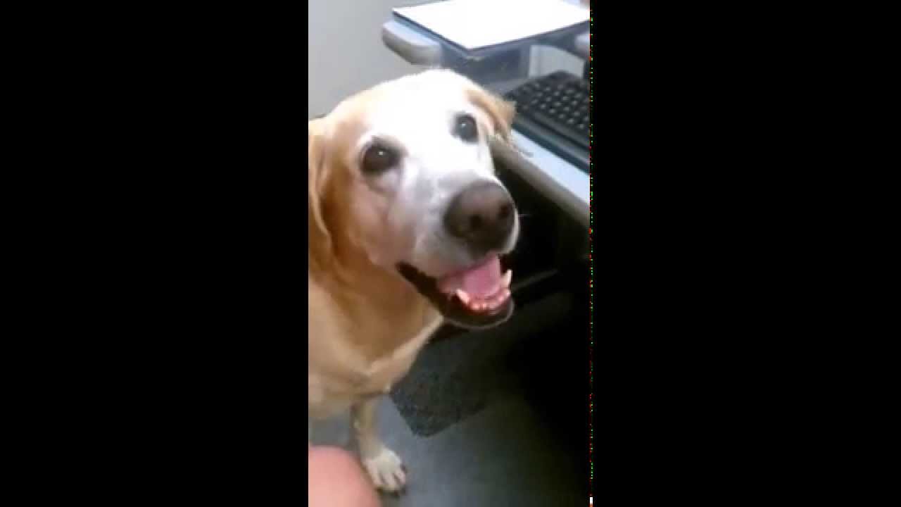 Yellow Lab crying to leave for dinner - YouTube