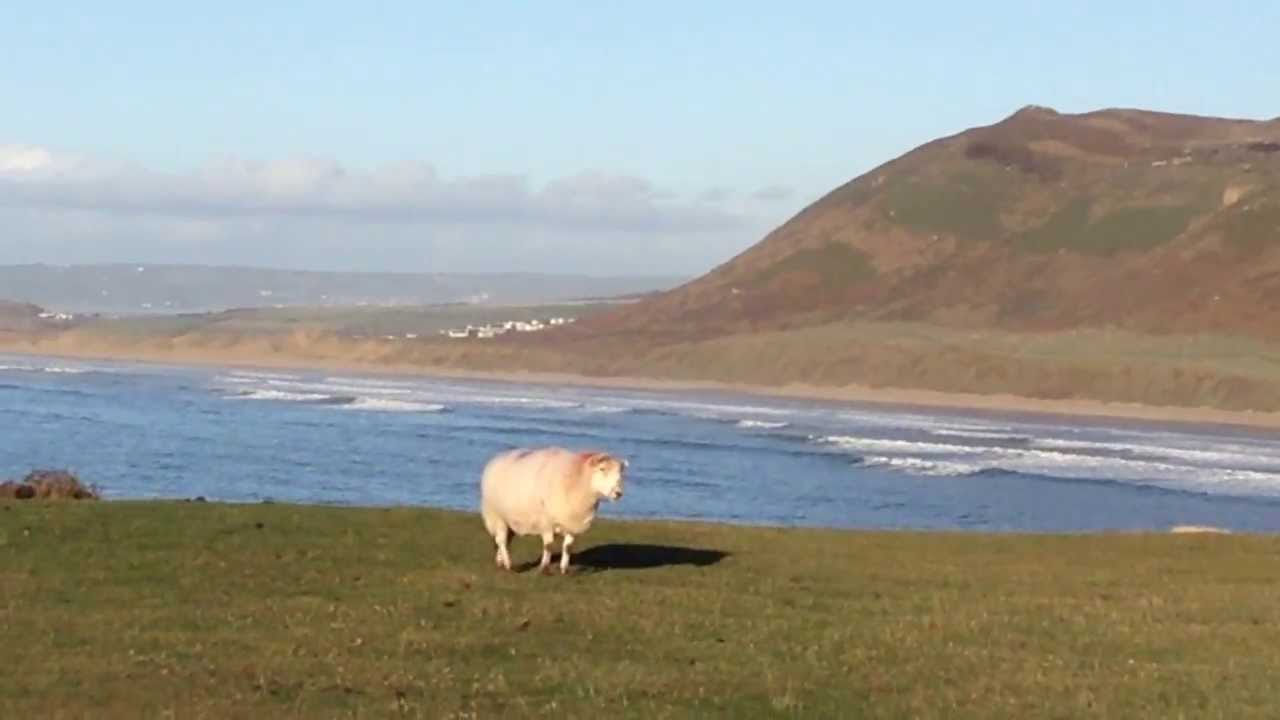 Lovely sheep with beautiful scenery of Rhossili beach - YouTube