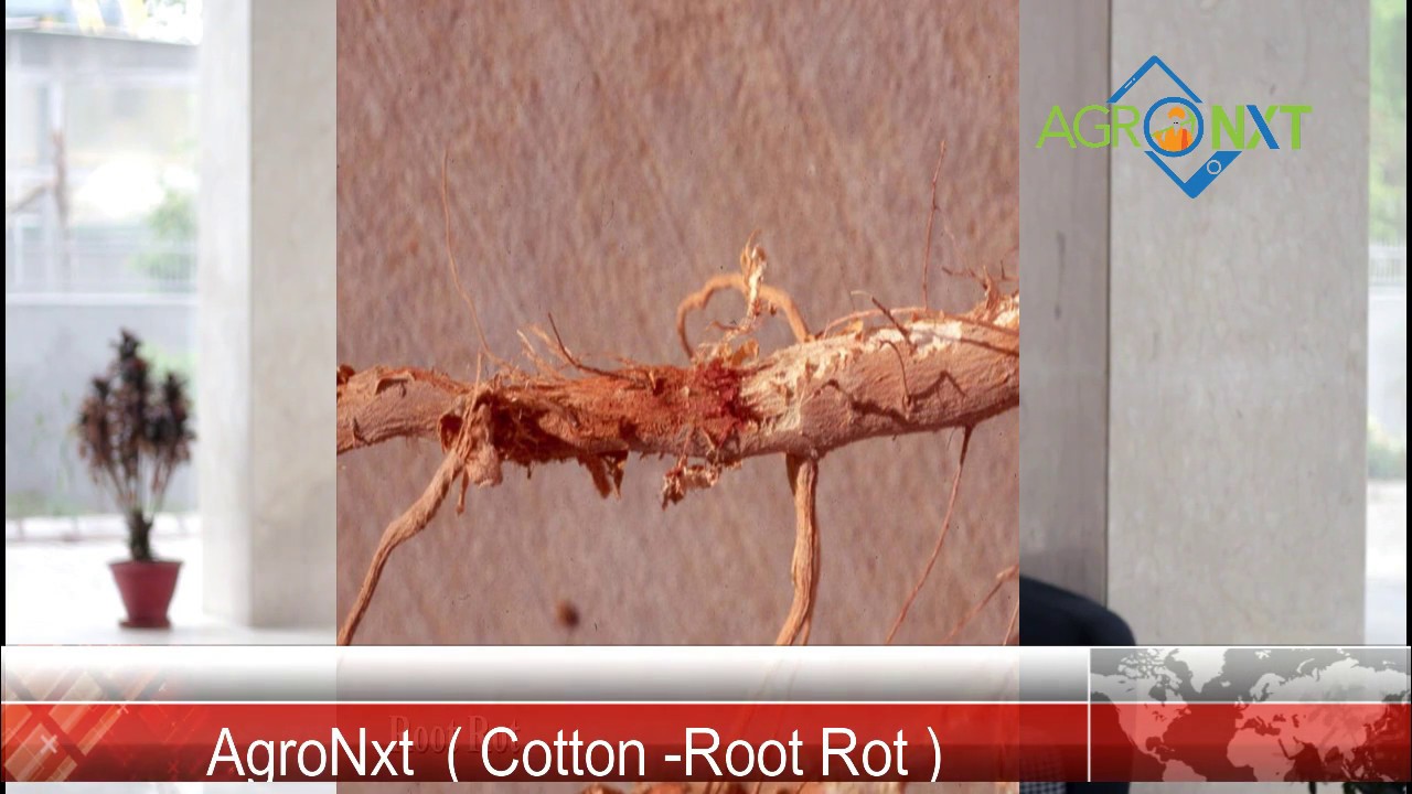 Cotton root rot(कपास को इस रोग से बचाएँ और पैदावार बढ़ाएँ - YouTube