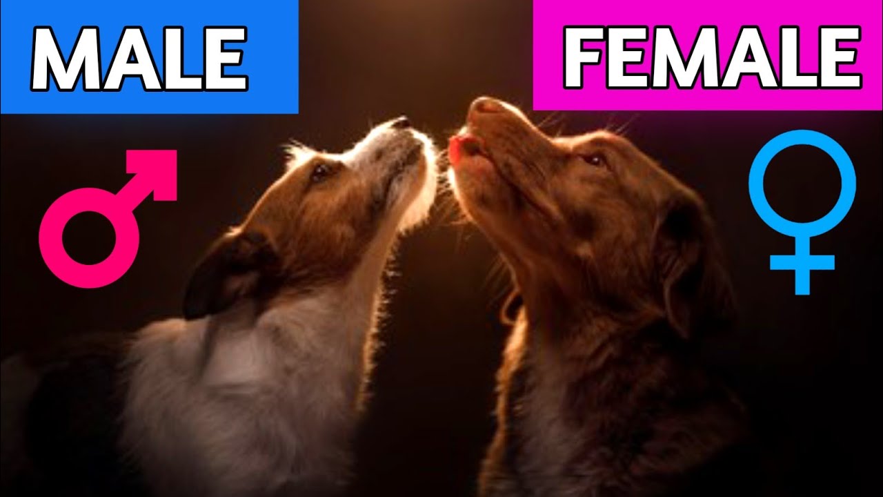 Male Dogs vs Female Dogs | Surprising Differences You Should Know ...