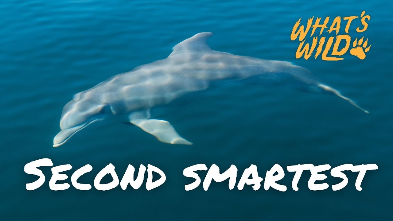 How Bottlenose Dolphins Use Echolocation to Eat - YouTube