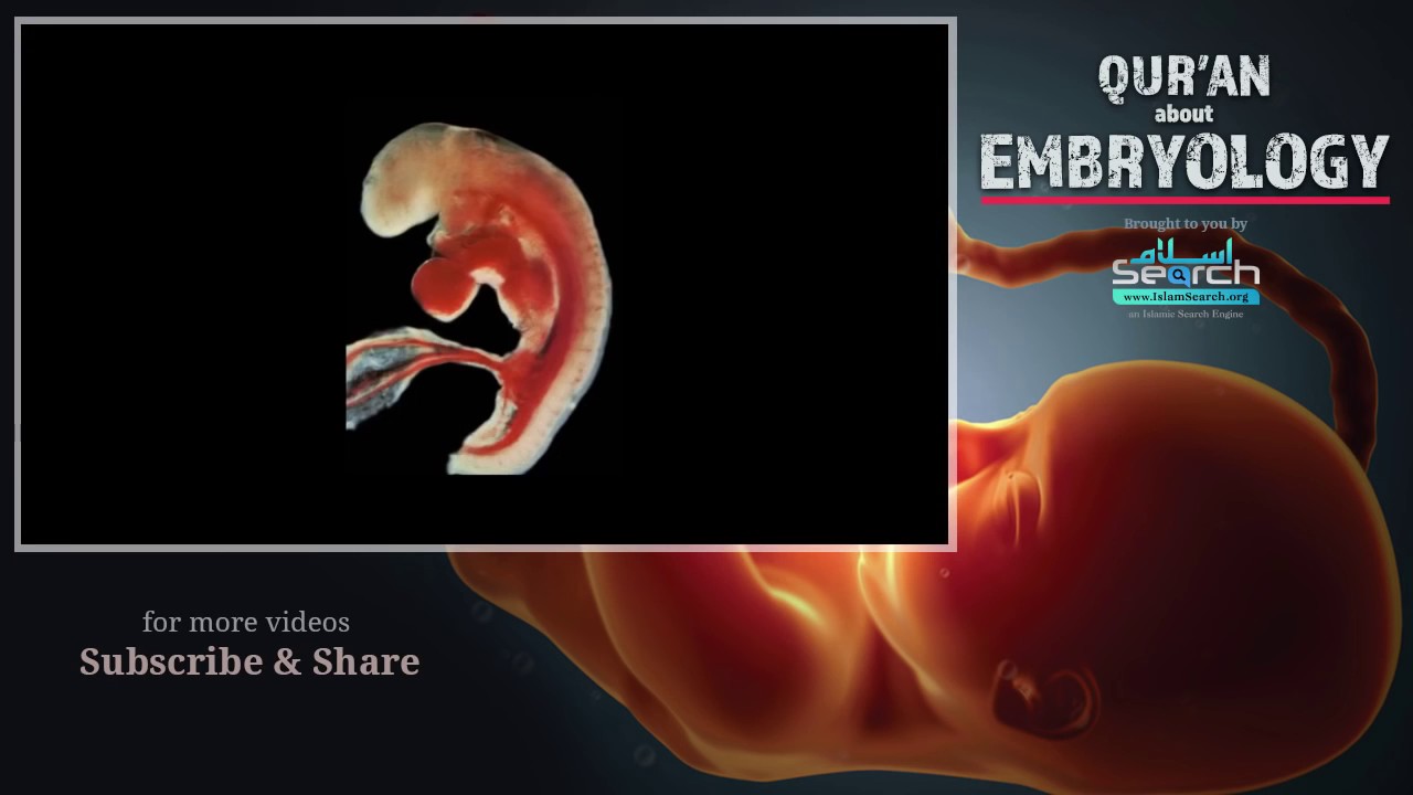 Quran about Embryology Quran and Modern Science IslamSearch org - YouTube