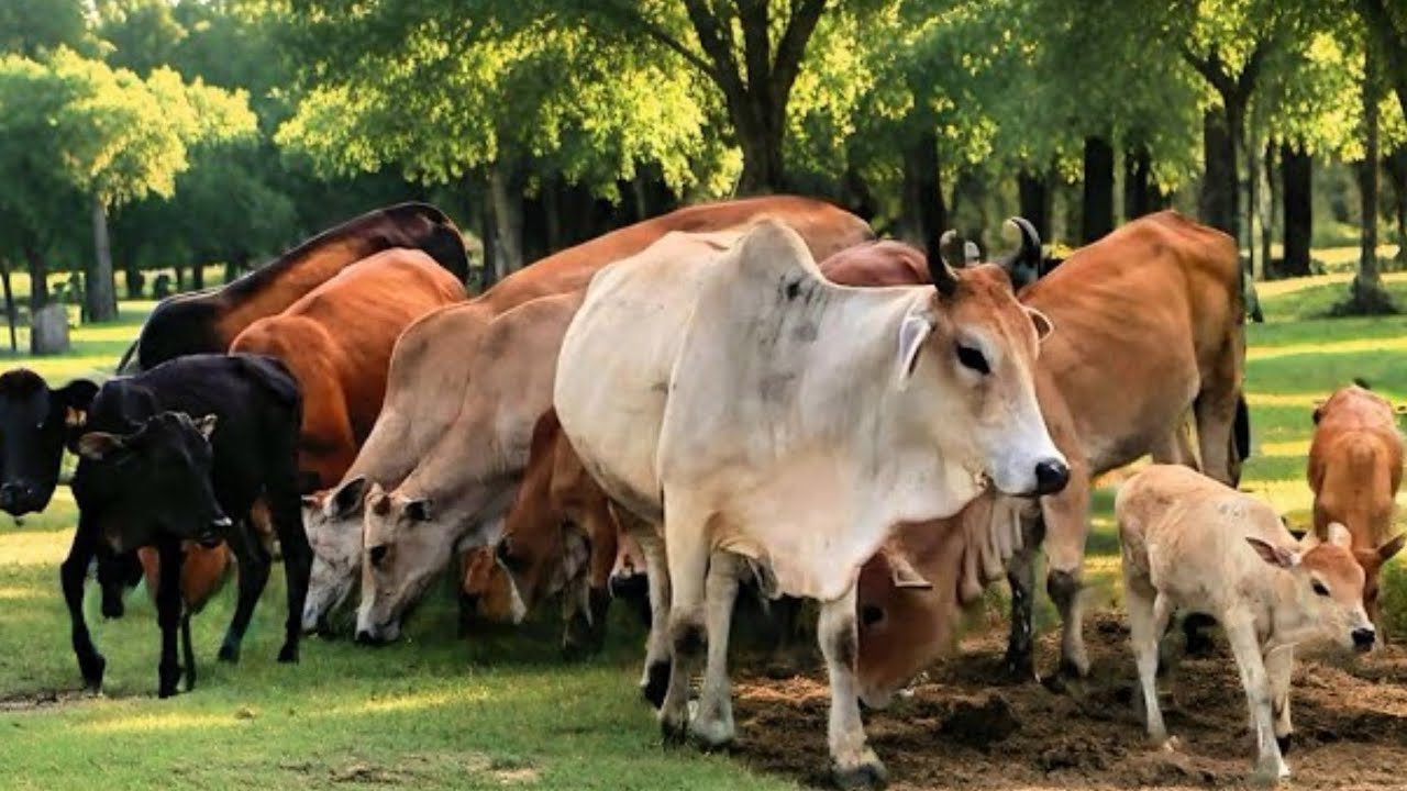 The Ultimate Grass Buffet: Cows Feast in the Open Fields - YouTube