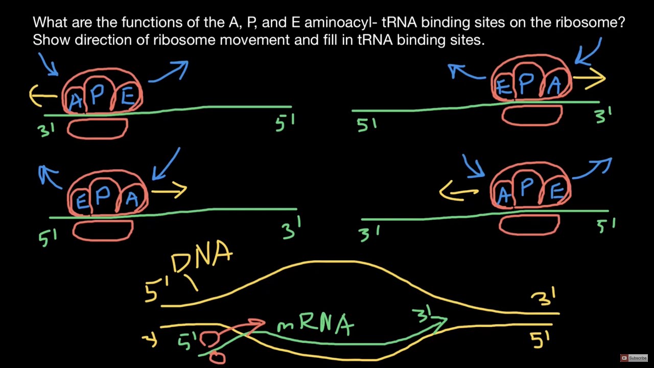 Ribosome A P E Sites And Direction Of Protein Synthesis Explained Ribosome A P E Sites And Direction Of Protein Synthesis Explained